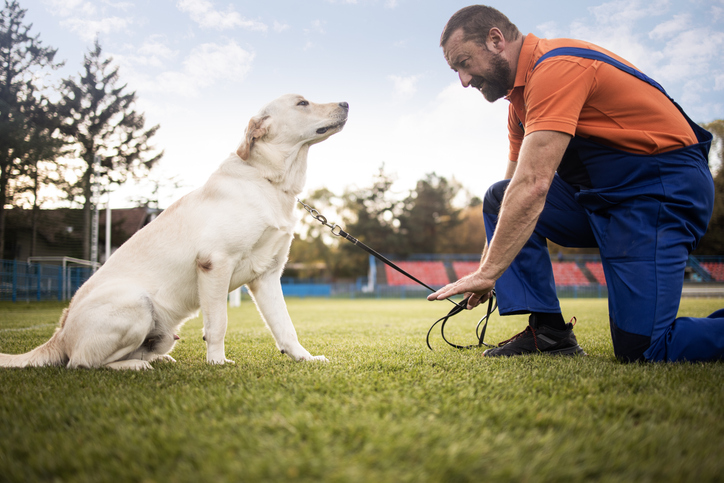 14 Pros and Cons of Being a Dog Trainer