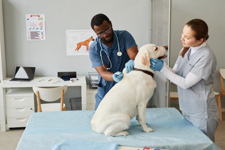 7 Best Online Veterinary Assistant Programs (Complete Guide)
