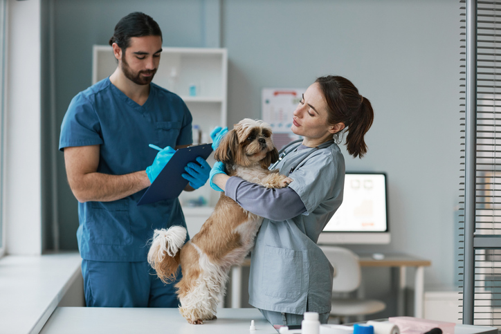 6 Top Alternative Careers for Veterinary Assistants - Only Trade Schools
