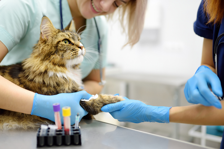 How to Become a Vet Technician