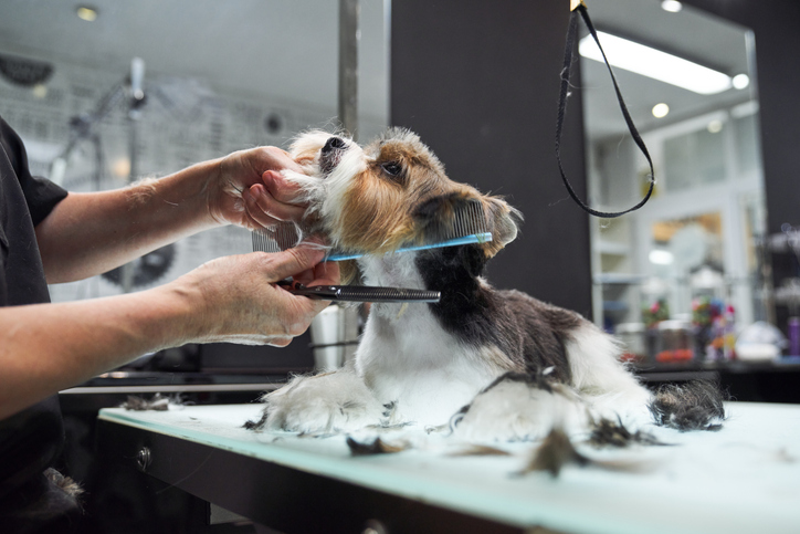 How to Become a Pet Groomer - In 4 Steps