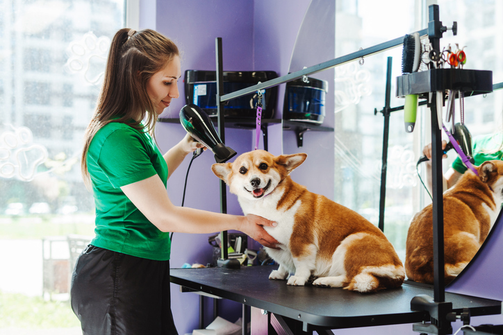14 Pros and Cons of Being a Pet Groomer