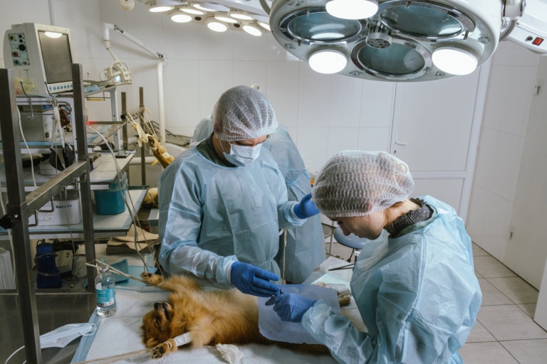 Vet Technician License Requirements by State (2026)
