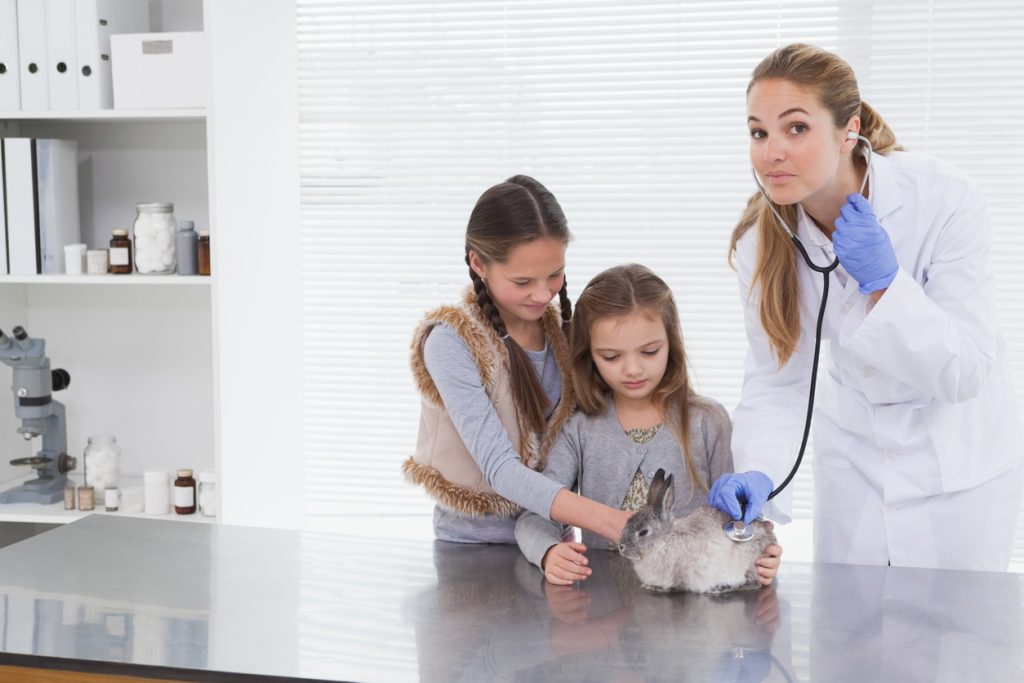 How to Become a Veterinary Assistant in 5 Steps + Requirements & Programs